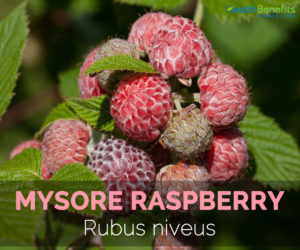 Mysore raspberry-Rubus niveus - Health Benefits
