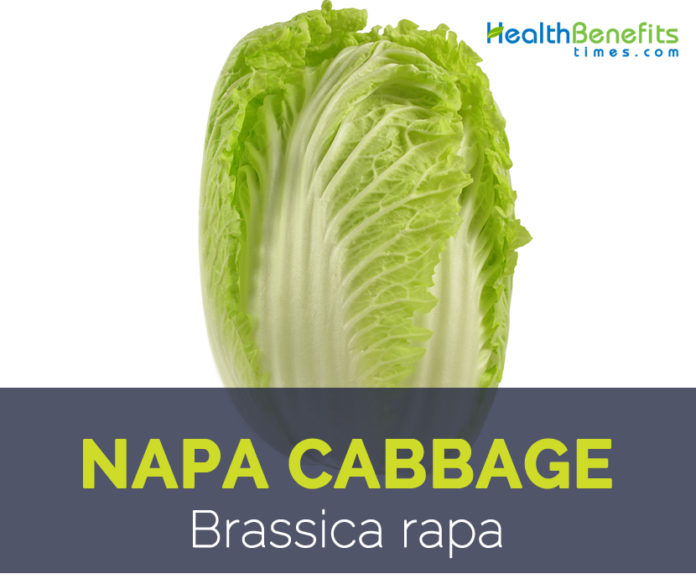 Napa cabbage facts and health benefits - Health Benefits