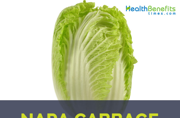 Navy Beans Facts, Health Benefits and Nutritional Value