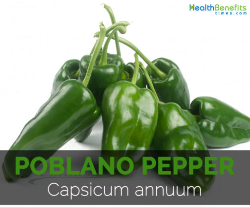 Poblano pepper-Capsicum annuum - Health Benefits