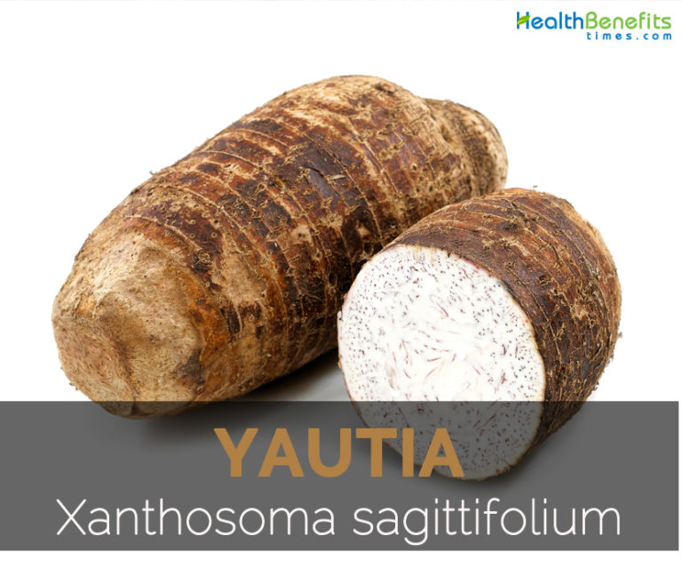 Yautia-Xanthosoma sagittifolium - Health Benefits