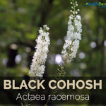 Mustard oil nutrition facts and health benefits |HB times