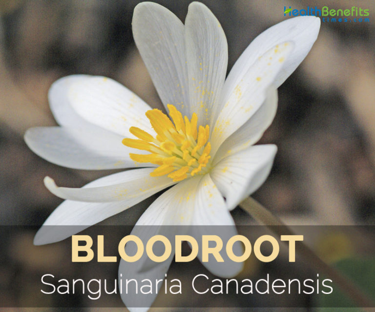 Bloodroot-Sanguinaria canadensis - Health Benefits