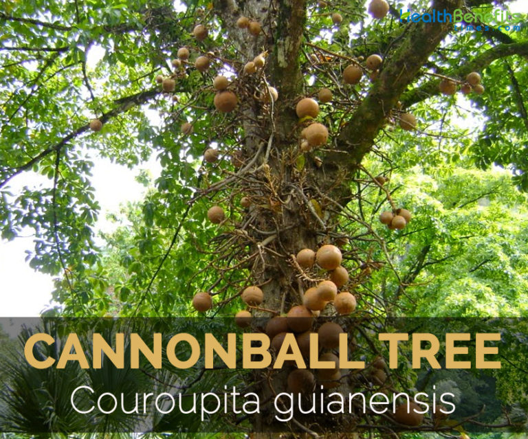 Cannonball tree-Couroupita guianensis - Health Benefits