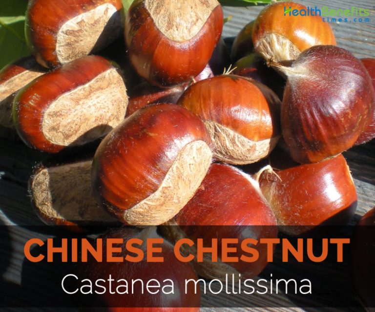Chinese chestnut - Castanea mollissima - Health Benefits