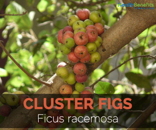 Cluster Figs-Ficus racemosa - Health Benefits