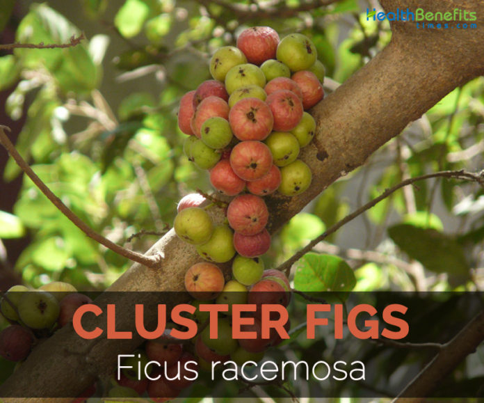 Cluster Figs-Ficus racemosa - Health Benefits