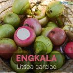 11 Top health benefits of Fenugreek essential oil| HB times