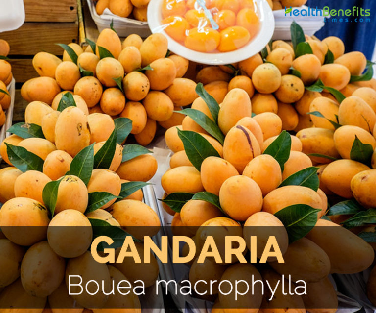 Gandaria-Bouea macrophylla - Health Benefits