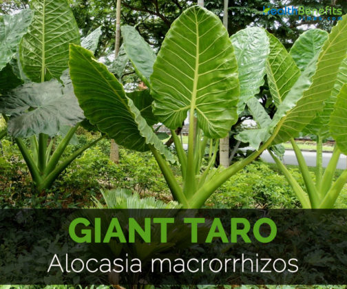Top 10 benefits of Giant Taro and Nutritional Value - Health Benefits