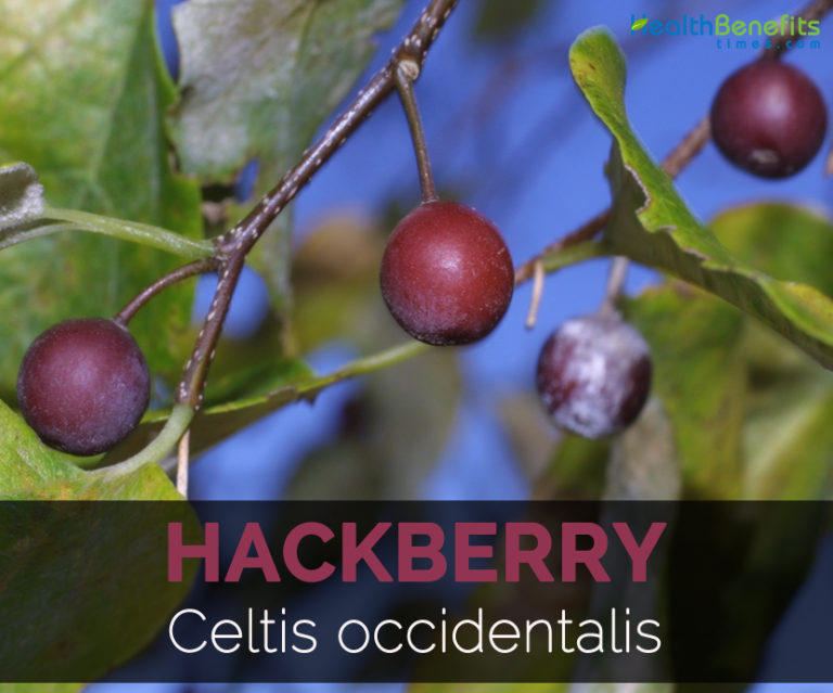Hackberry-Celtis occidentalis - Health Benefits