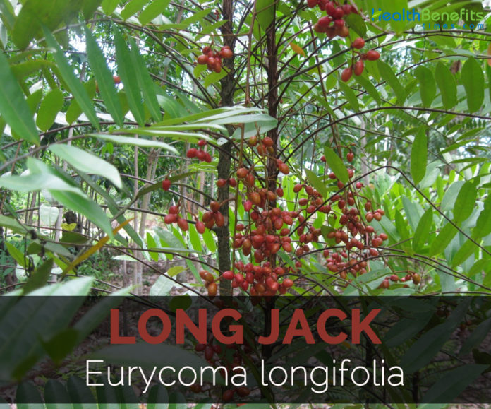 Long jack-Eurycoma longifolia - Health Benefits
