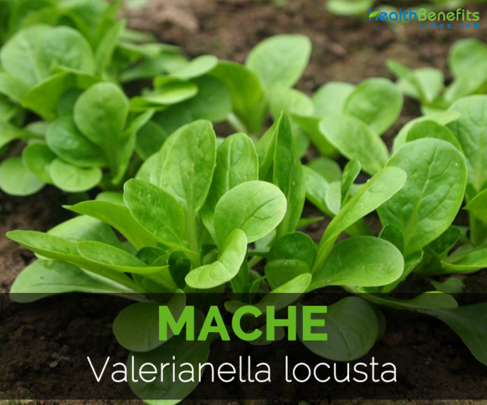 Top 10 benefits of Mache (Corn salad) - Health Benefits