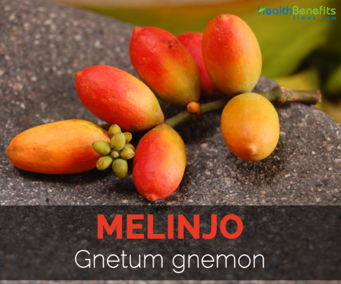 Melinjo-Gnetum gnemon - Health Benefits