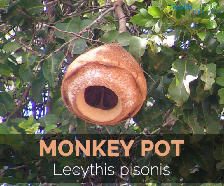 Monkey pot-Lecythis pisonis - Health Benefits