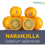 Pinto beans Facts, Health Benefits and Nutritional Value