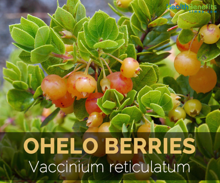 Ohelo Berries-Vaccinium reticulatum - Health Benefits