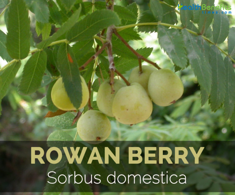 Rowan berry - Sorbus domestica - Health Benefits