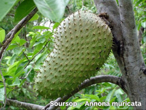 Soursop facts and health benefits - Health Benefits