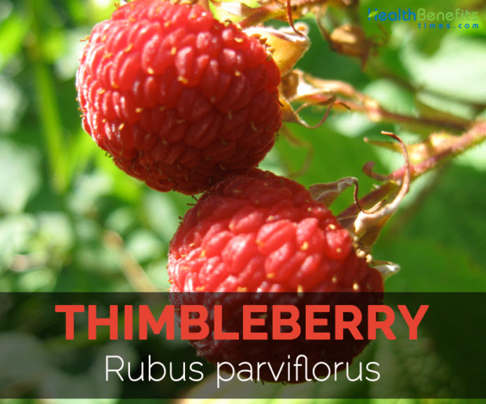 Thimbleberry - Rubus parviflorus - Health Benefits