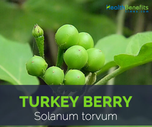 Turkey berry facts and health benefits - Health Benefits