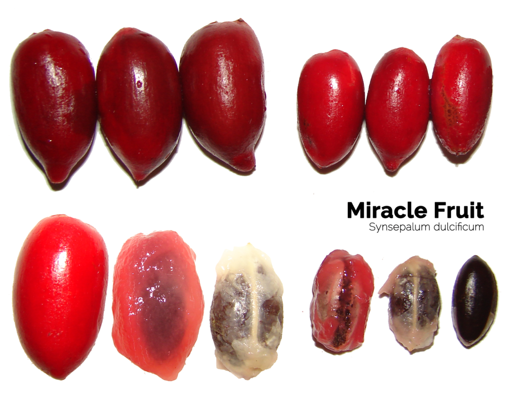 Miracle fruit facts and health benefits - Health Benefits