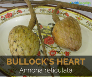 bullock-heart | Health Benefits