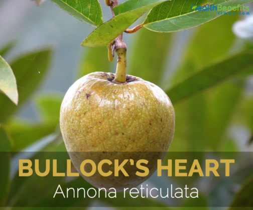 Bullock’s Heart-Annona reticulata - Health Benefits