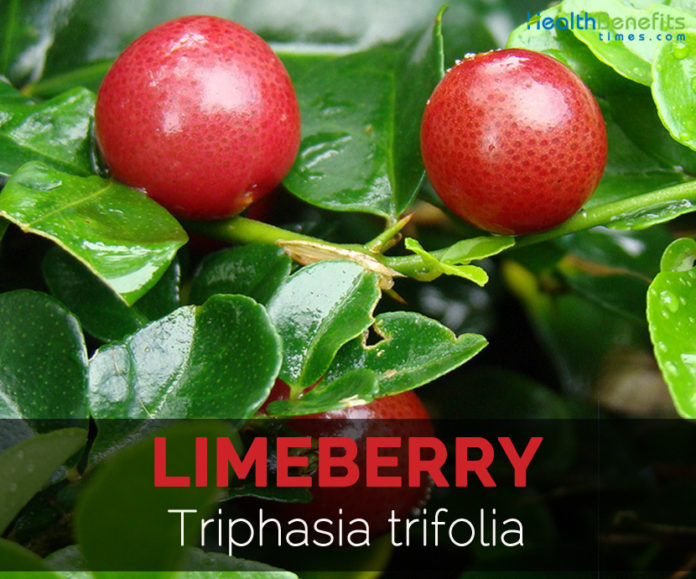 Limeberry-Triphasia trifolia - Health Benefits