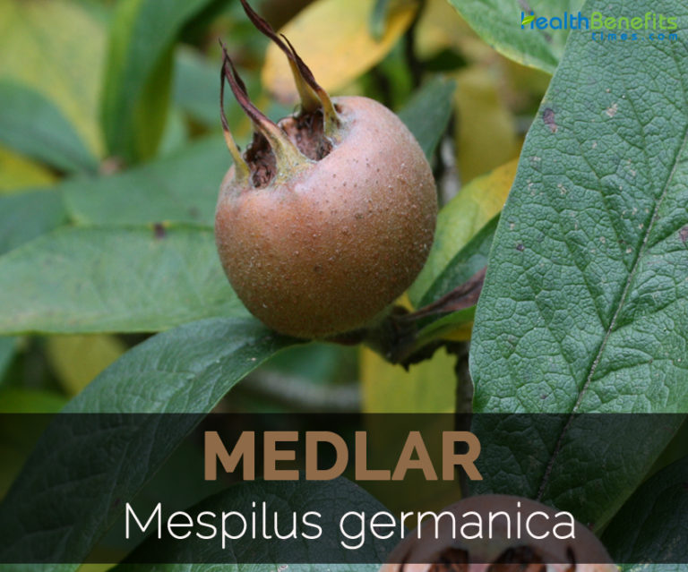 Medlar-Mespilus germanica - Health Benefits