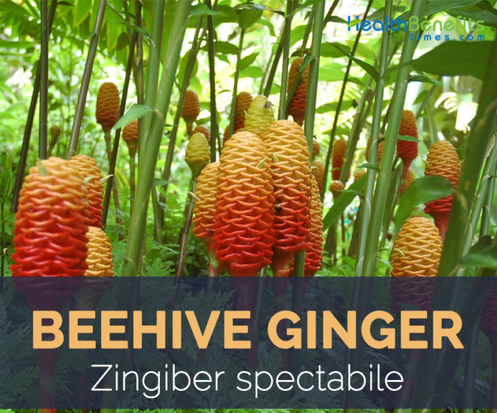 Beehive Ginger facts and health benefits - Health Benefits