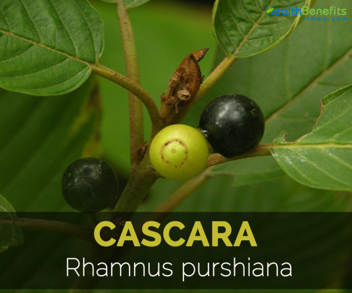 Cascara-Rhamnus purshiana - Health Benefits