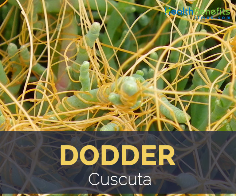 Dodder facts and health benefits - Health Benefits