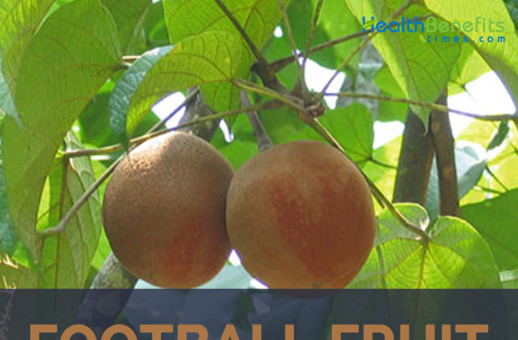 Governor's plum Facts and Health Benefits