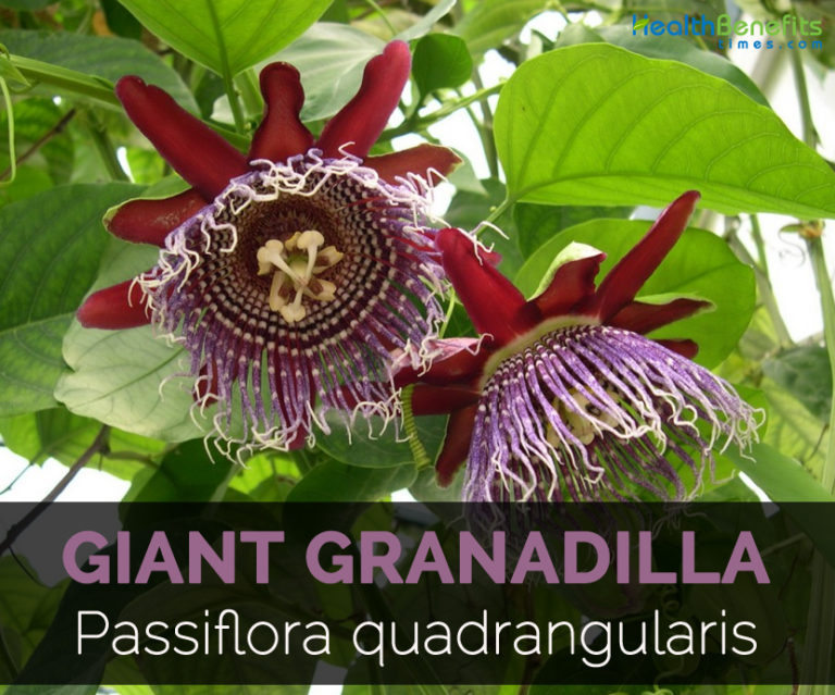 Giant granadilla-Passiflora quadrangularis - Health Benefits