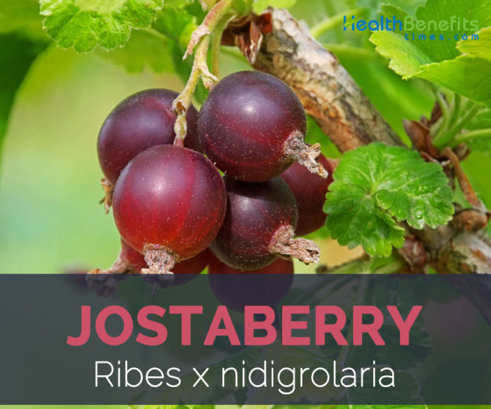 Jostaberry facts and health benefits - Health Benefits