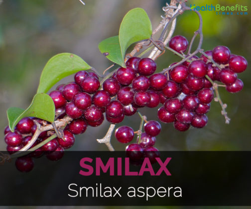 Smilax-Smilax aspera - Health Benefits
