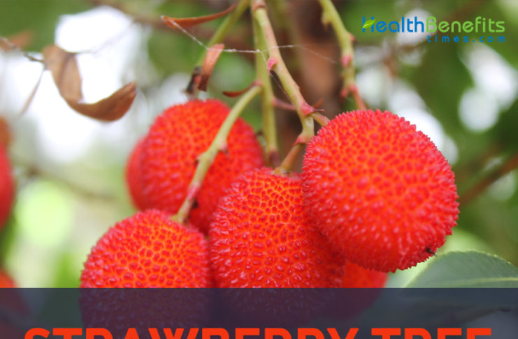 Governor's plum Facts and Health Benefits