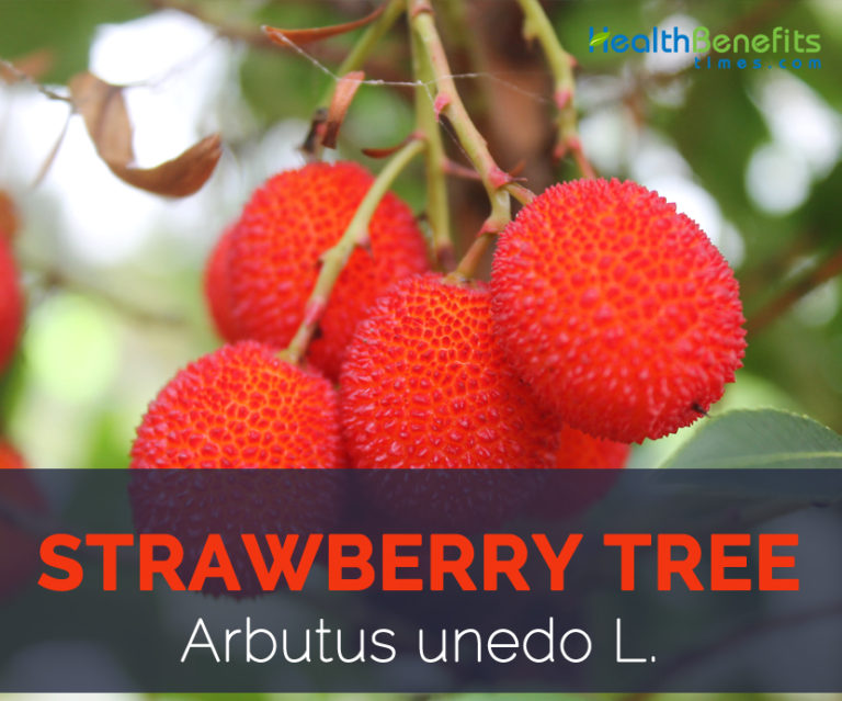 Strawberry tree facts and health benefits - Health Benefits