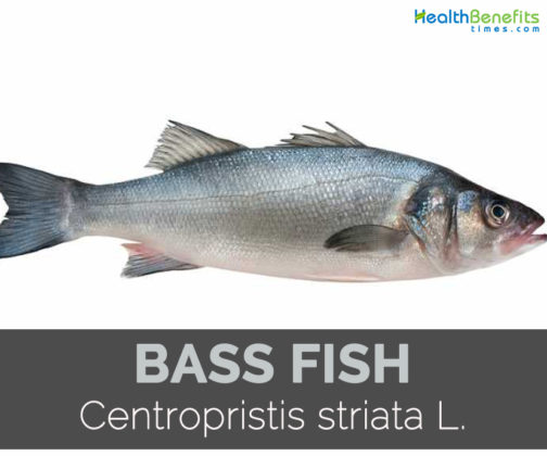 Bass fish facts and benefits - Health Benefits