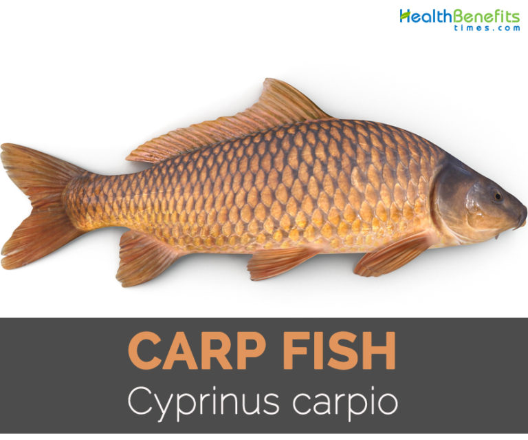 Carp fish benefits and nutrition facts - Health Benefits