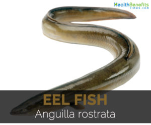 Health benefits and facts of Eel fish - Health Benefits