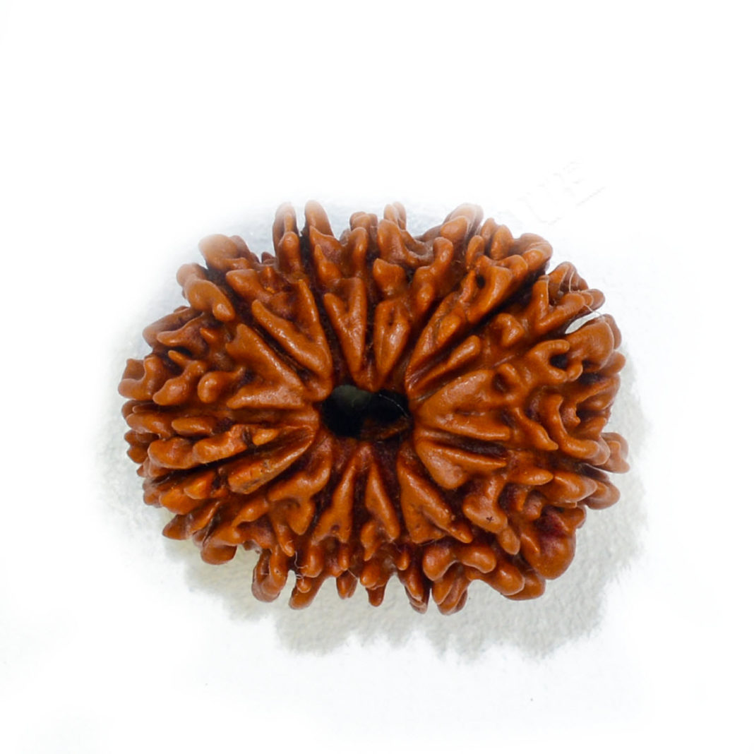 Rudraksha facts and health benefits - Health Benefits