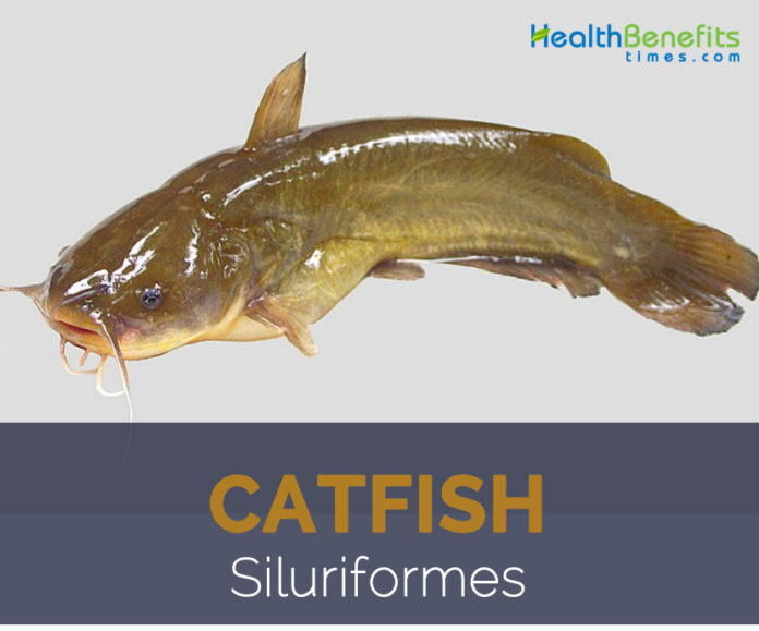 Health Benefits and facts of Catfish - Health Benefits