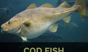 2016 | Health Benefits