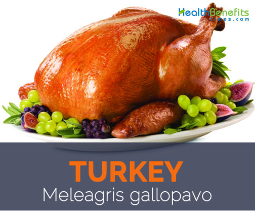 Turkey facts and health benefits - Health Benefits