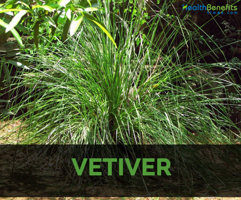 Vetiver - Chrysopogon zizanioides - Health Benefits