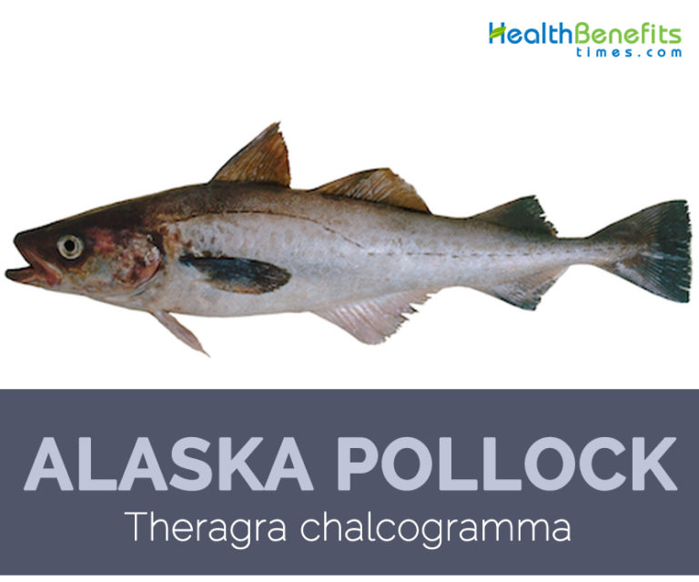 Alaska pollock facts and health benefits - Health Benefits