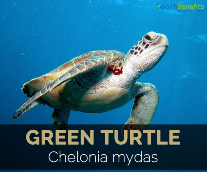 Green Turtle facts - Health Benefits