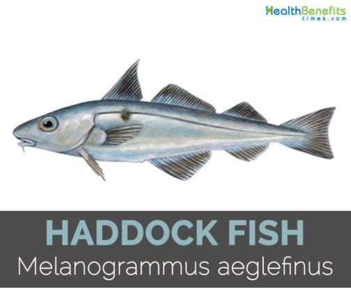 Haddock fish facts and health benefits - Health Benefits